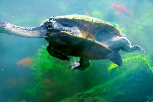 Comment se passe la reproduction chez les tortues ? | Zoonimaux