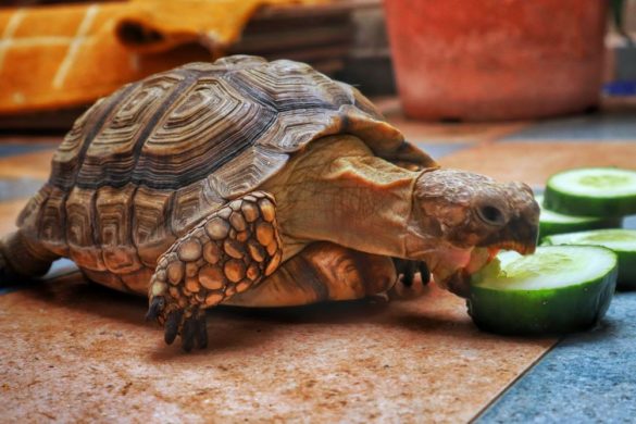 Quand et comment hiberne la tortue ? | Zoonimaux