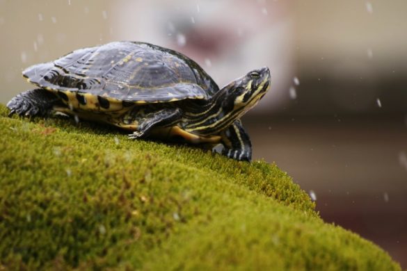 Comment se passe la reproduction chez les tortues ? | Zoonimaux