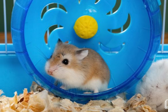 Comprendre le Comportement de Votre Hamster - Guide Informatif | Zoonimaux