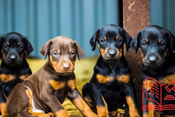 Guide complet des techniques de dressage pour votre chien | Zoonimaux