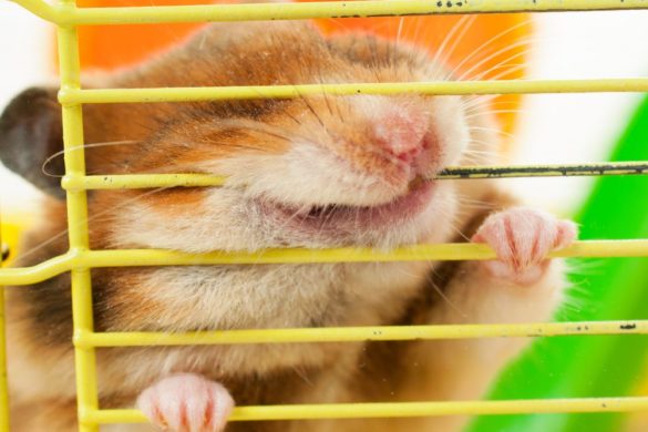 Comprendre le Comportement de Votre Hamster - Guide Informatif | Zoonimaux