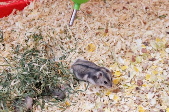 Hamster Conseils et Astuces | Zoonimaux.fr
