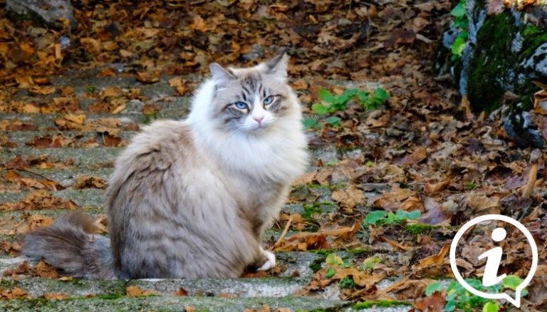 Top 10 des races de chats les plus populaires | Zoonimaux